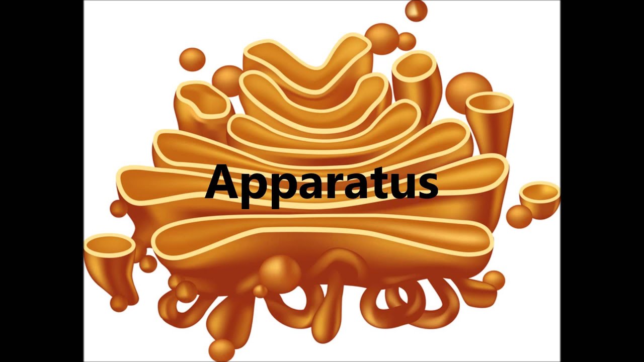 Animal Cell Song - YouTube