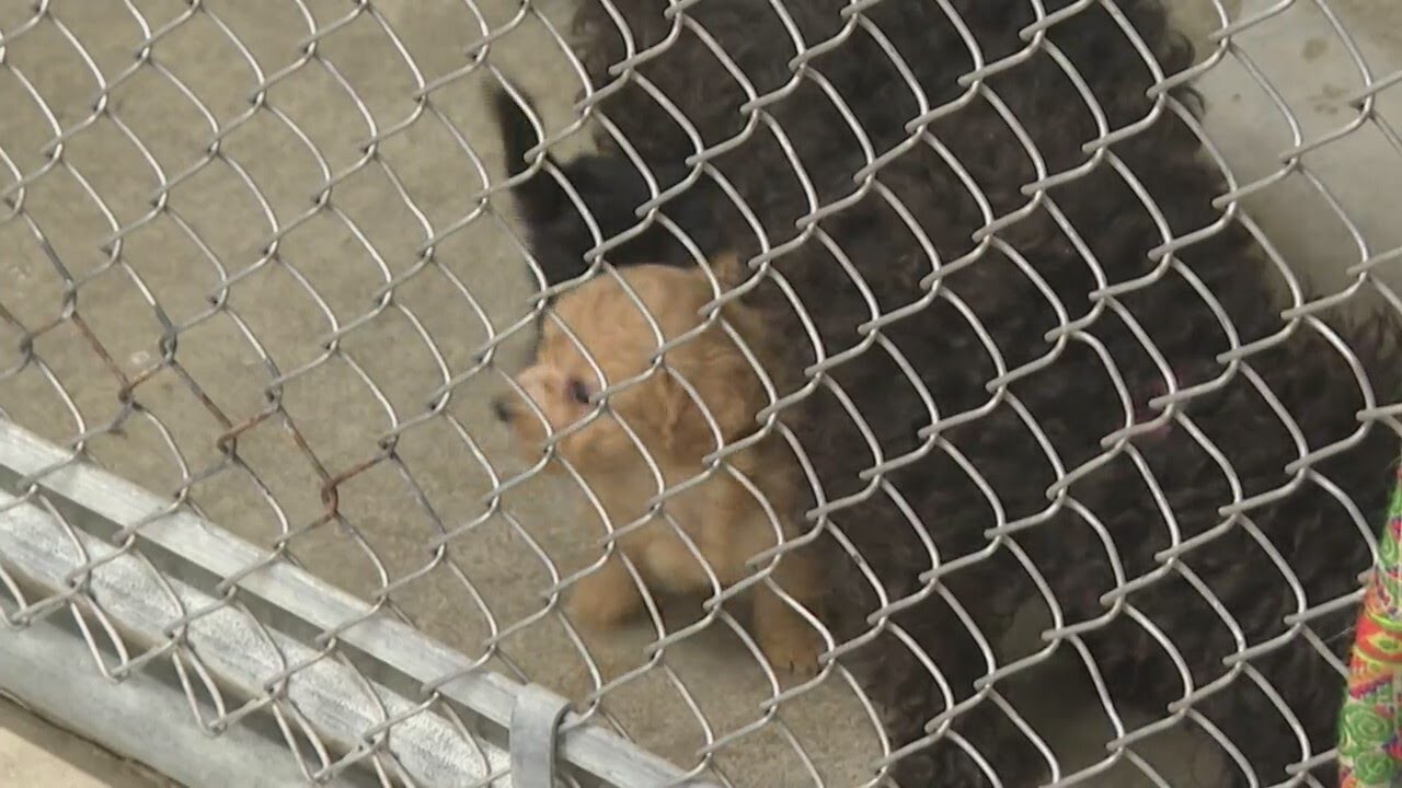 Welfare complaint leads to the removal of 70 dogs from a Fond du Lac ...