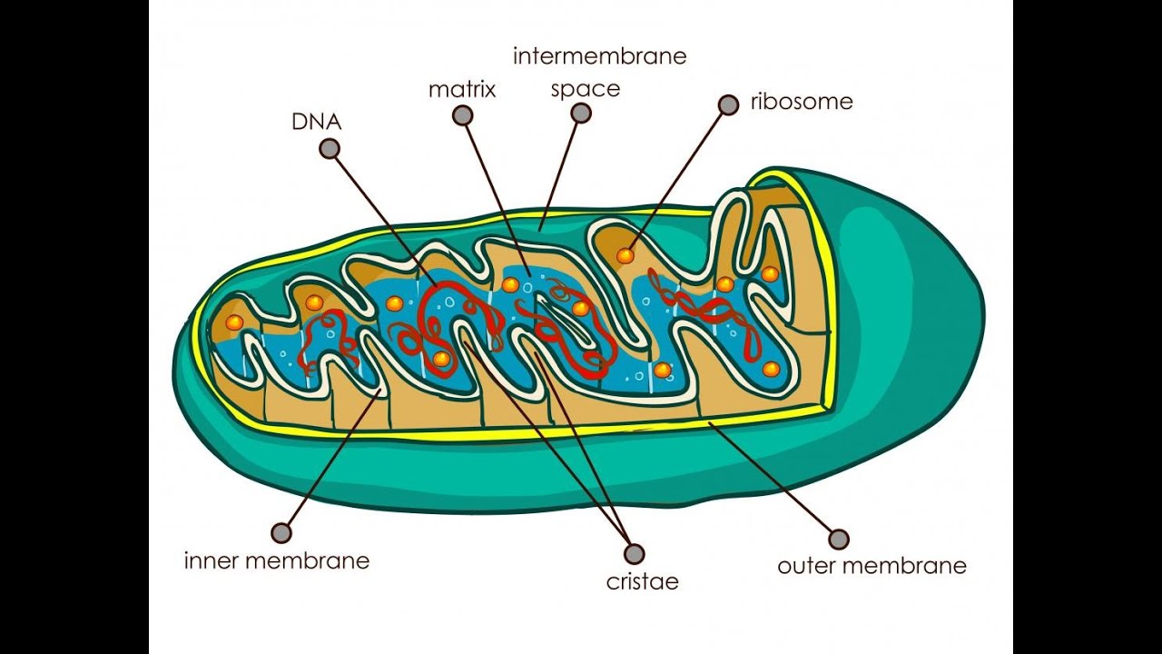 we back doing insane membrane tings - YouTube