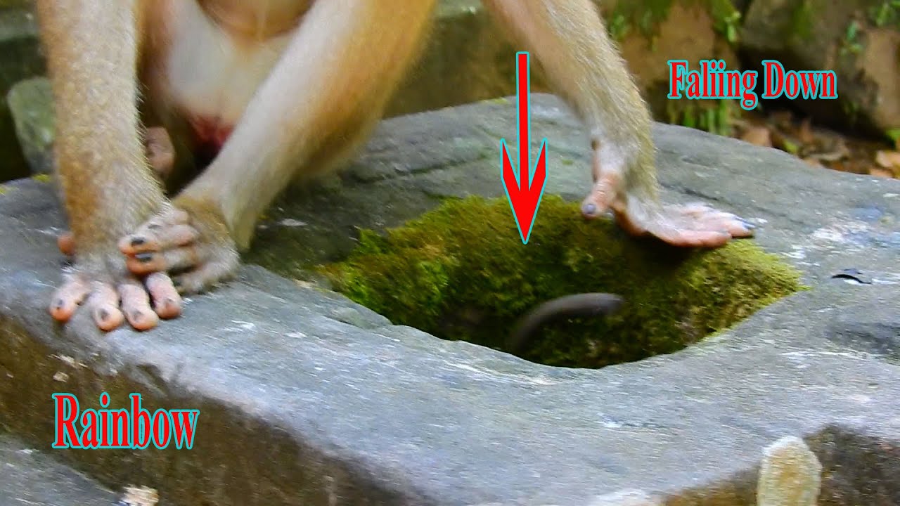 Sad News! Real action of baby Rainbow jump wrong falling down into deep ...