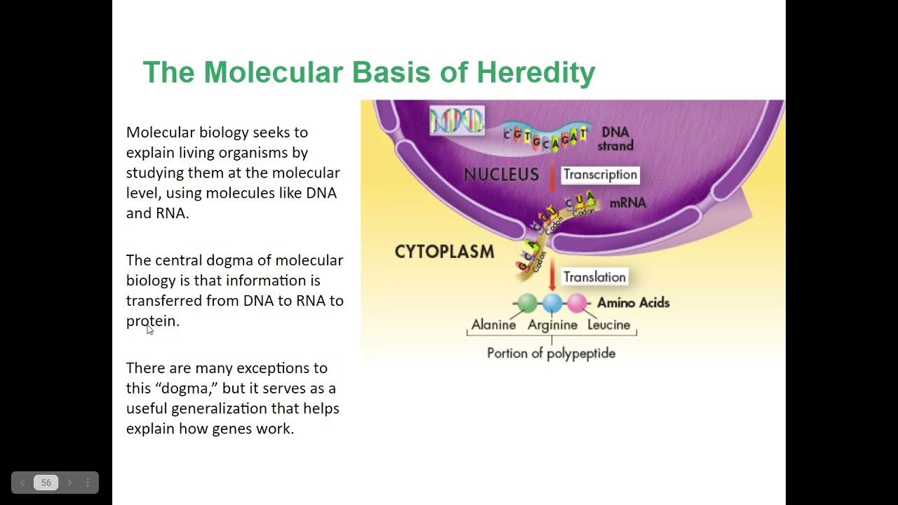 EOC Review Video #06- The Molecular Basis of Heredity - YouTube