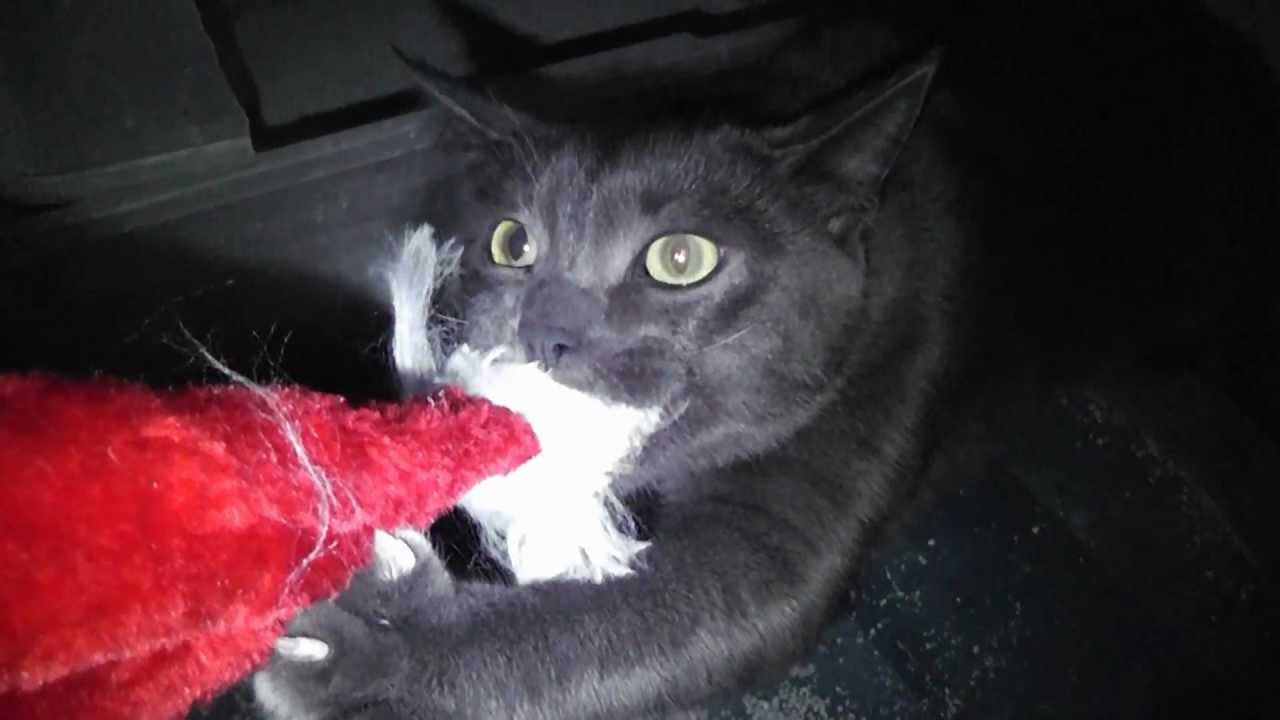 Angry Cat Steals Santa's Hat - YouTube