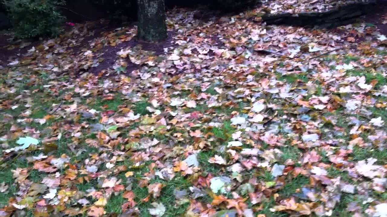 Family Tree and Turf Care®-Norway Maple Diagnosis Part 1 - YouTube