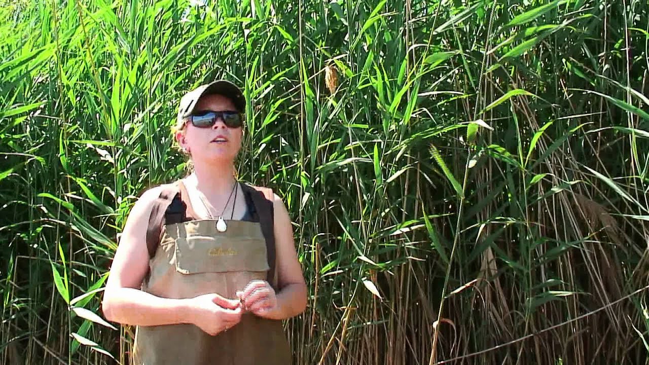 WaterLogged (Wetland Documentary) - YouTube