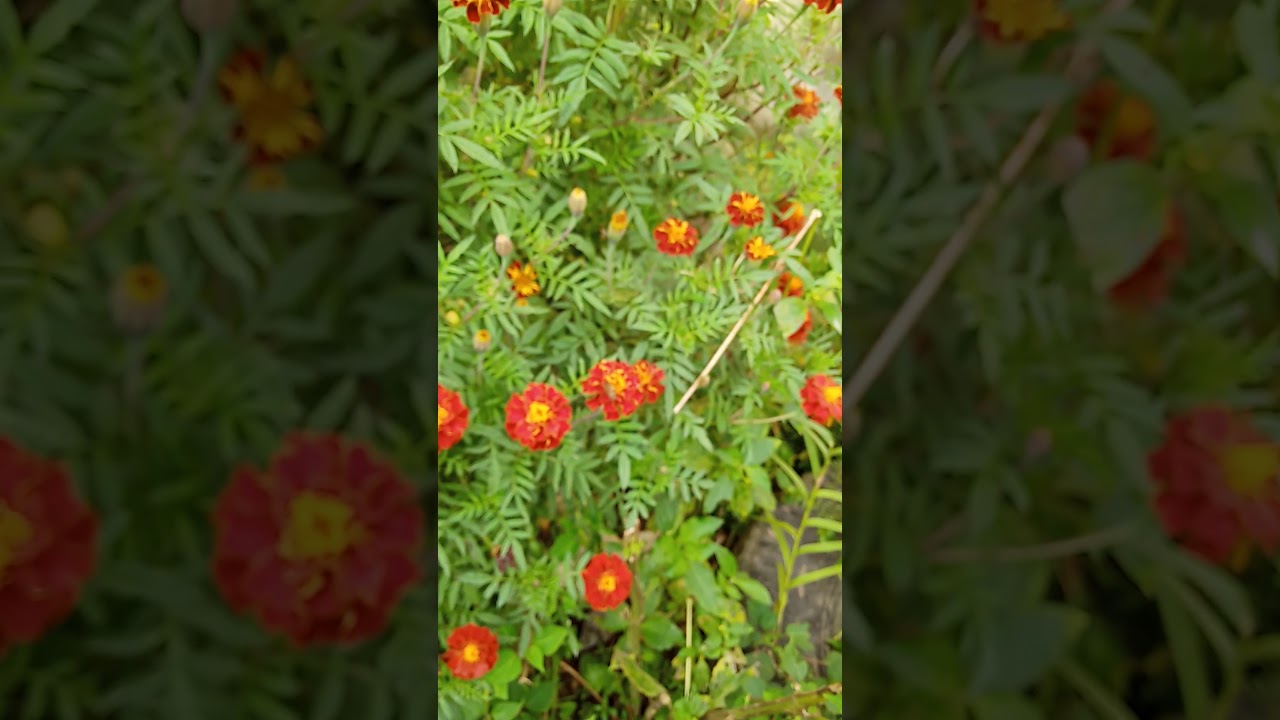 Bunga Kesukaan lebah madu - YouTube