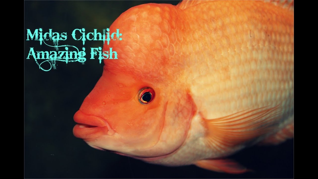 Midas Cichlid: Amazing Fish - YouTube