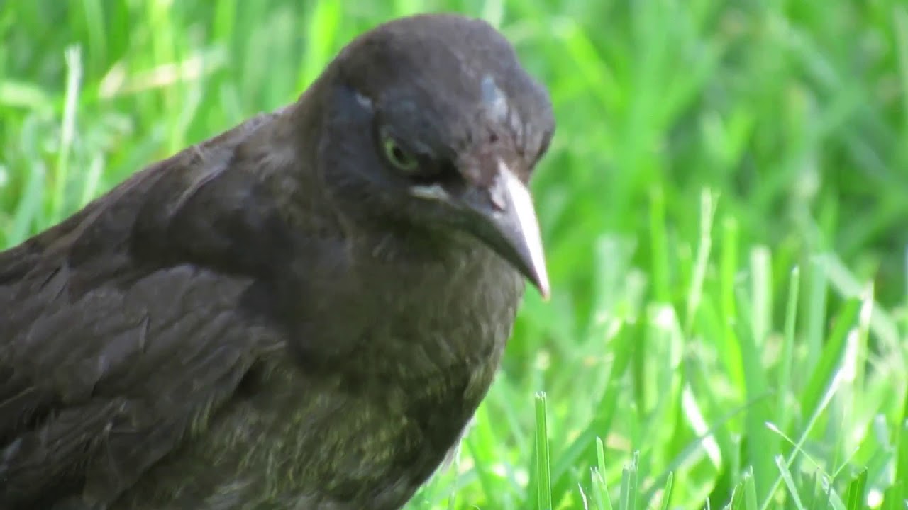 Common Grackle Fledgling - YouTube