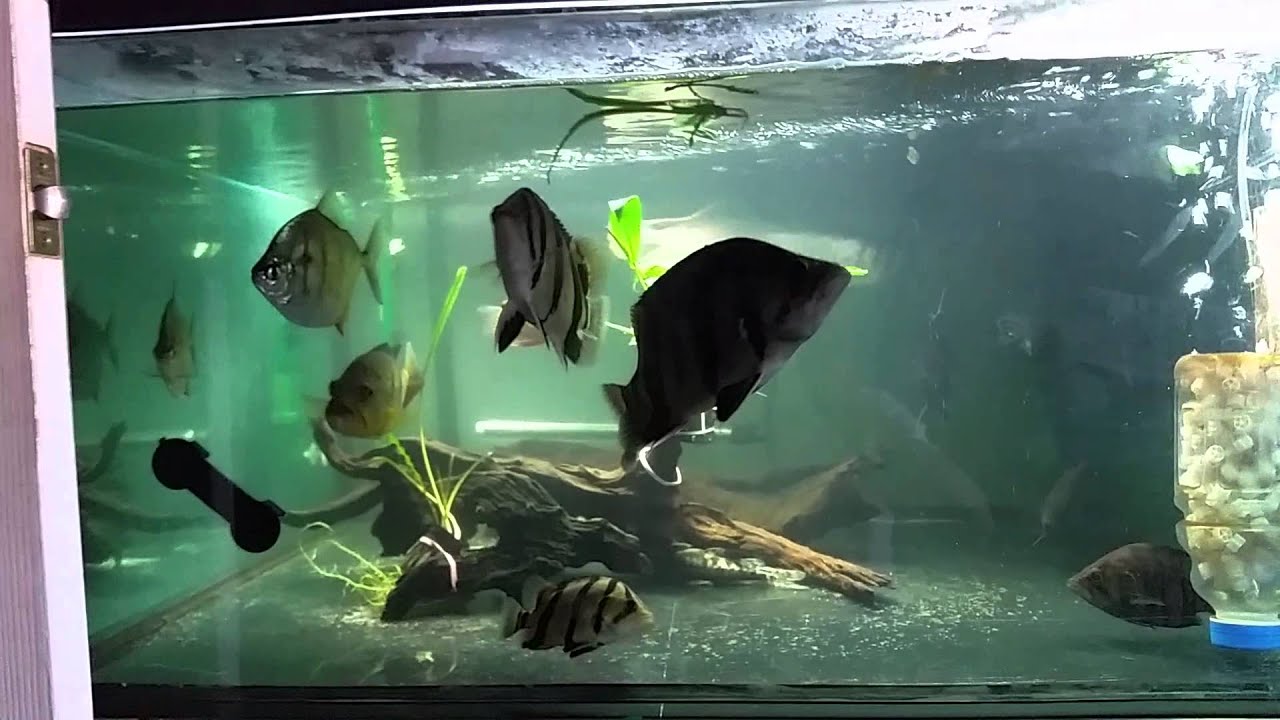 Datnoids silver arowana, kelbery, tiger silver - YouTube
