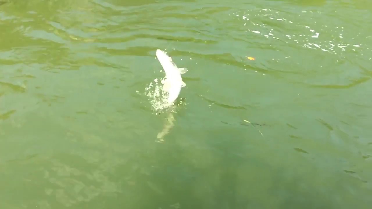 Snook Jumping, Blind Pass, Sanibel - YouTube