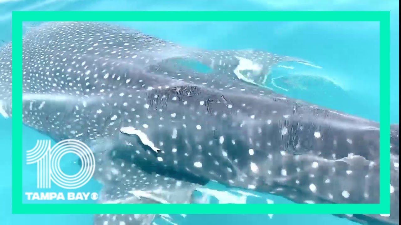 Whale shark swims by boaters near Siesta Key - YouTube