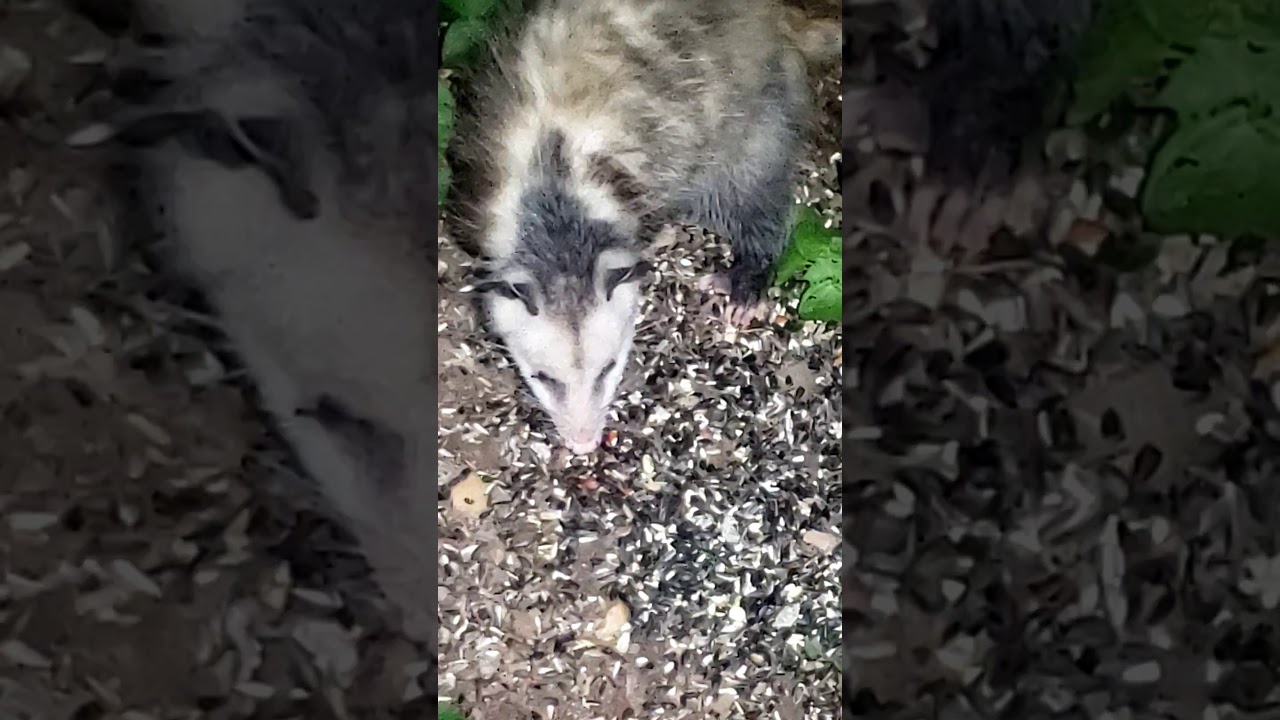 "Buddy" my possum friend. - YouTube