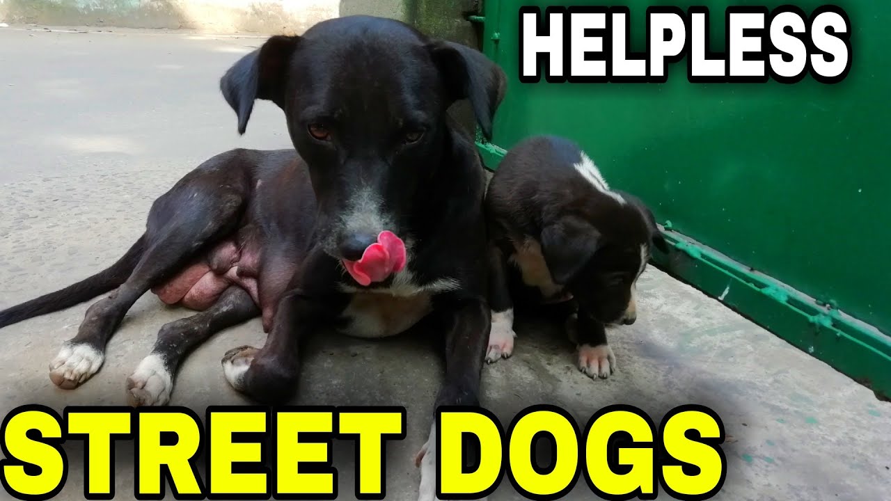 বাংলাদেশি কুকুর বড্ড অসহায় | Helpless Bangladeshi Dogs | STREET DOGS ...