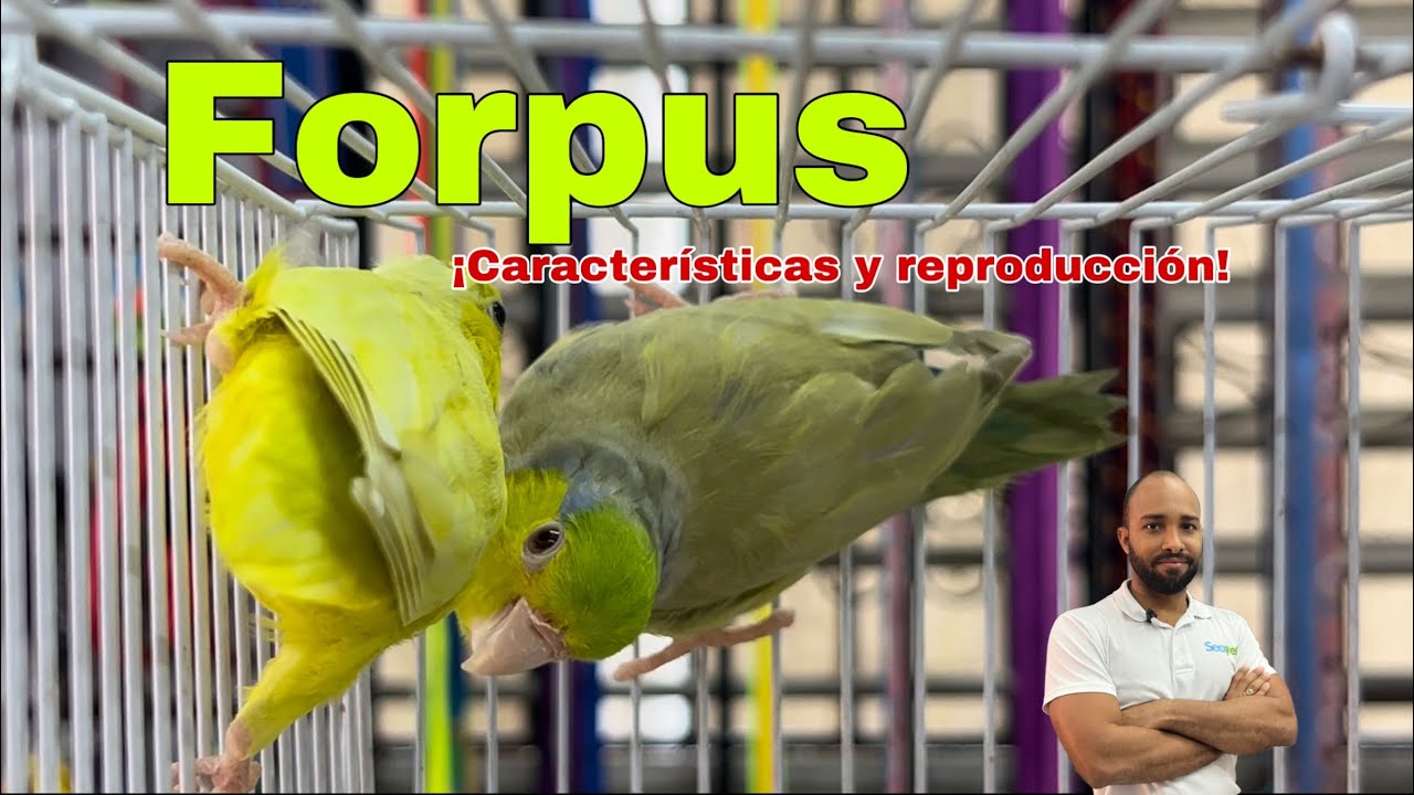FORPUS “Características y Reproducción” - YouTube