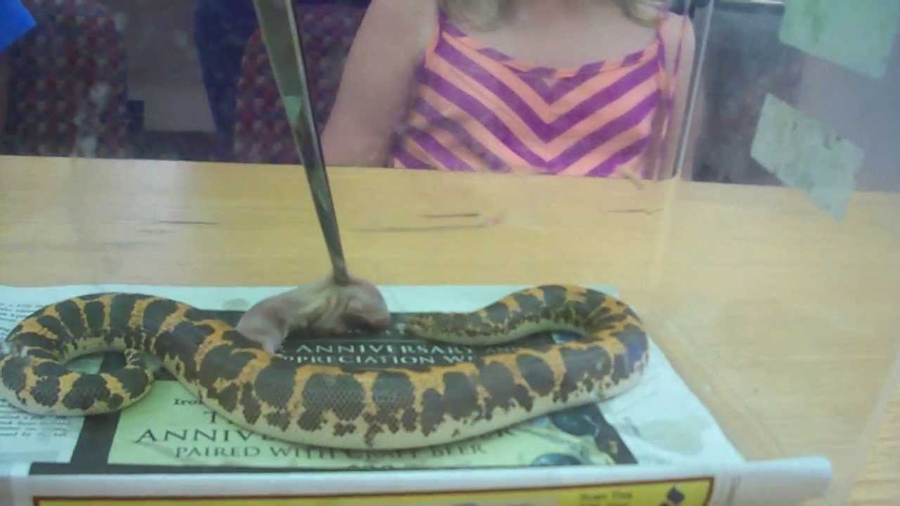 Kenyan sand boa eating rat pup (part 1) - YouTube