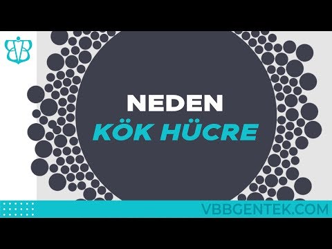 Neden Kök Hücre?