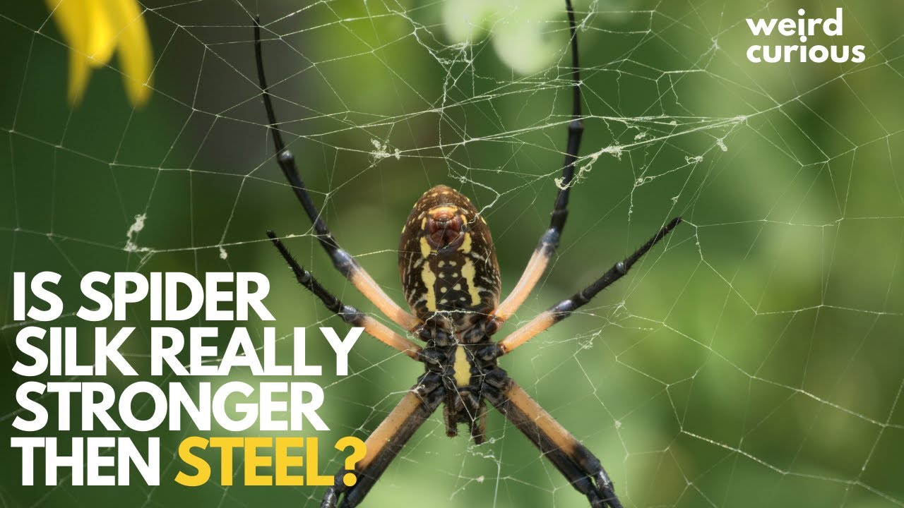 The Unique Properties of Spider Silk and How It Could Revolutionize the ...