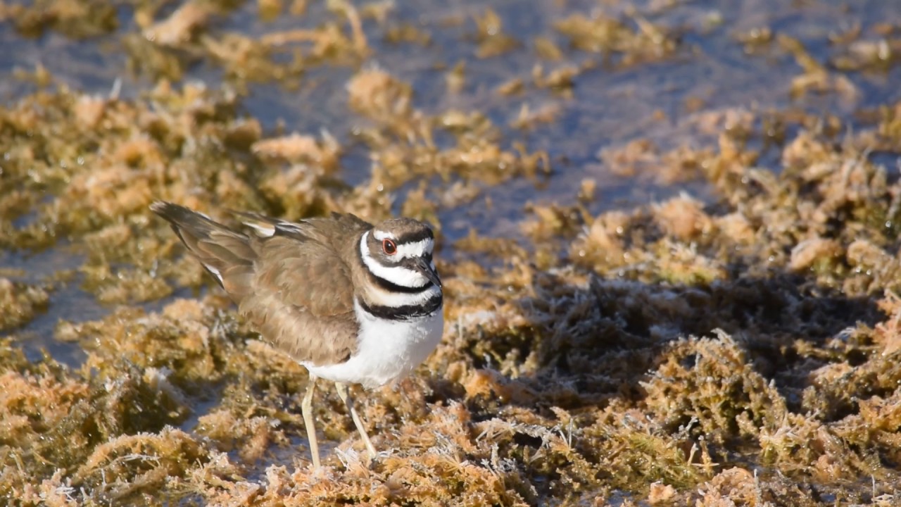 A Killdeer singing - YouTube