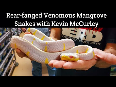 Rear-fanged Venomous Mangrove Snakes with Kevin McCurley - YouTube