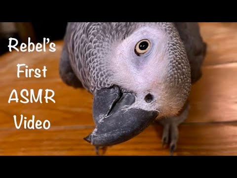 Rebel's first ASMR video | 35 yo African Grey Parrot tries ASMR ...