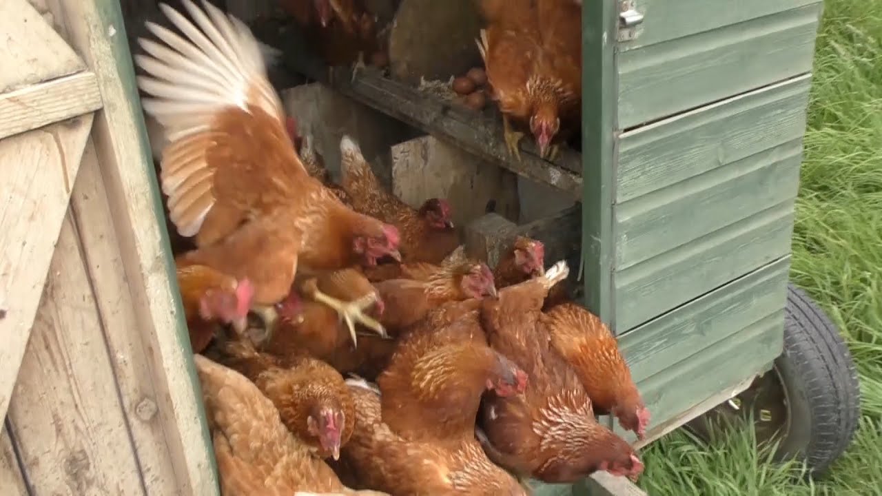 Shifting the Chickens to Their new Luxury Abode - YouTube
