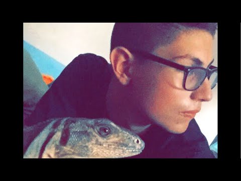 Como cuidar un garrobo(iguana de cola espinosa, ctenosaura similis) FT ...