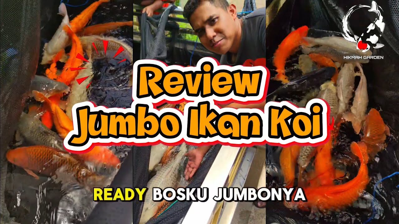 🔥"Review KOI JUMBO! Koleksi gacor siap Borong, Boosku!" - YouTube