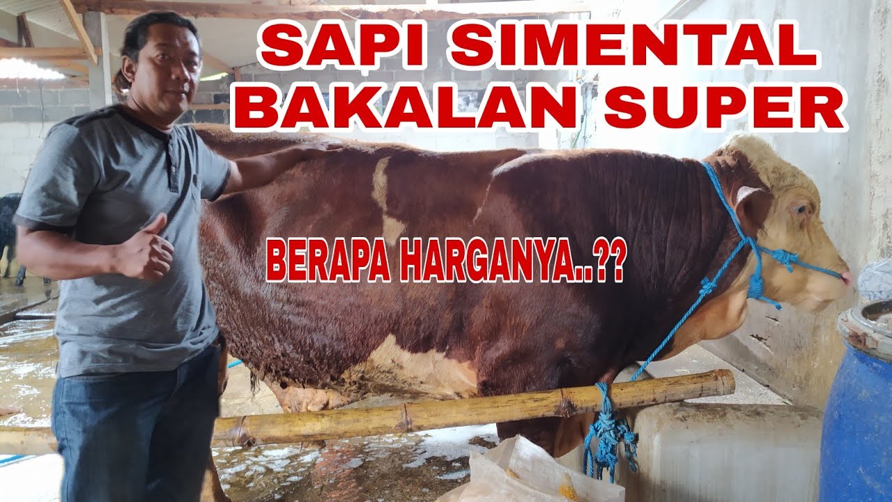 Sapi Simental Bakalan Super | Harga Sapi Simental Bakalan - YouTube