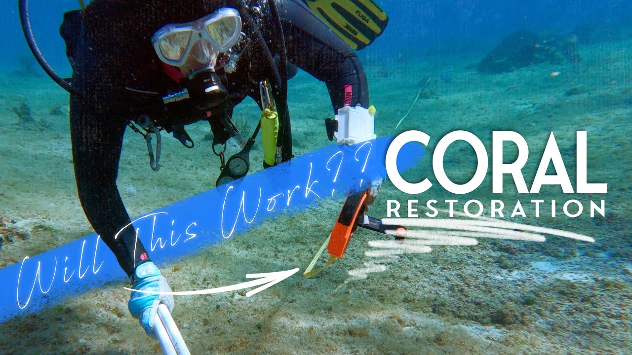 "Coral Cleaning: Very Mindful, Very Demure" | Coral Restoration | Vlog ...