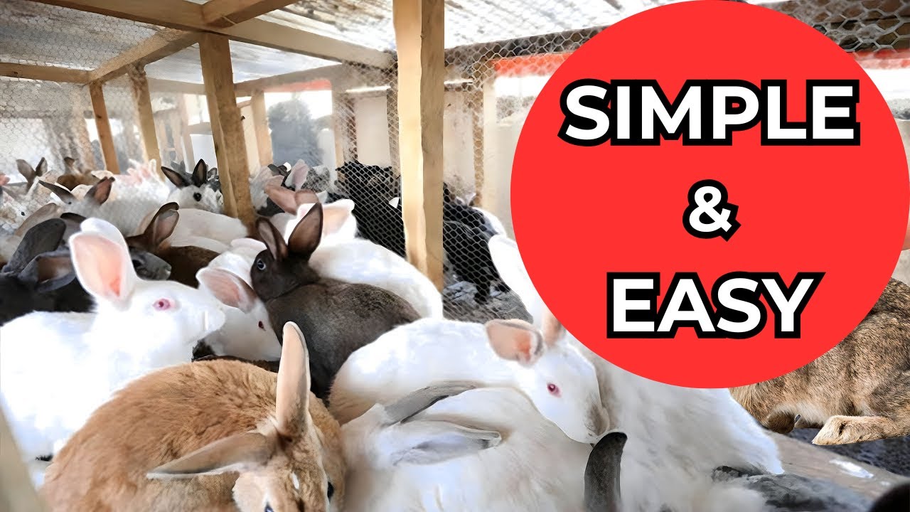 The Untold Secrets of Starting a Rabbit Farming Business - YouTube