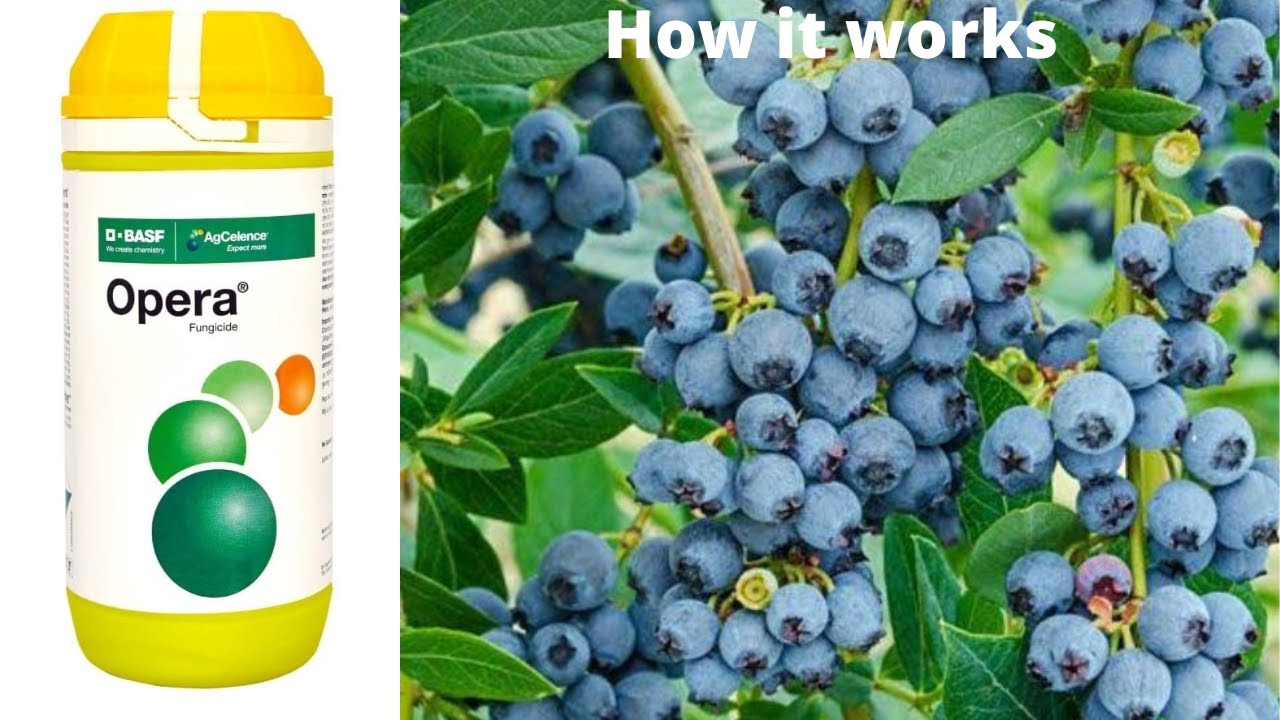 Basf opera fungicide in english. - YouTube