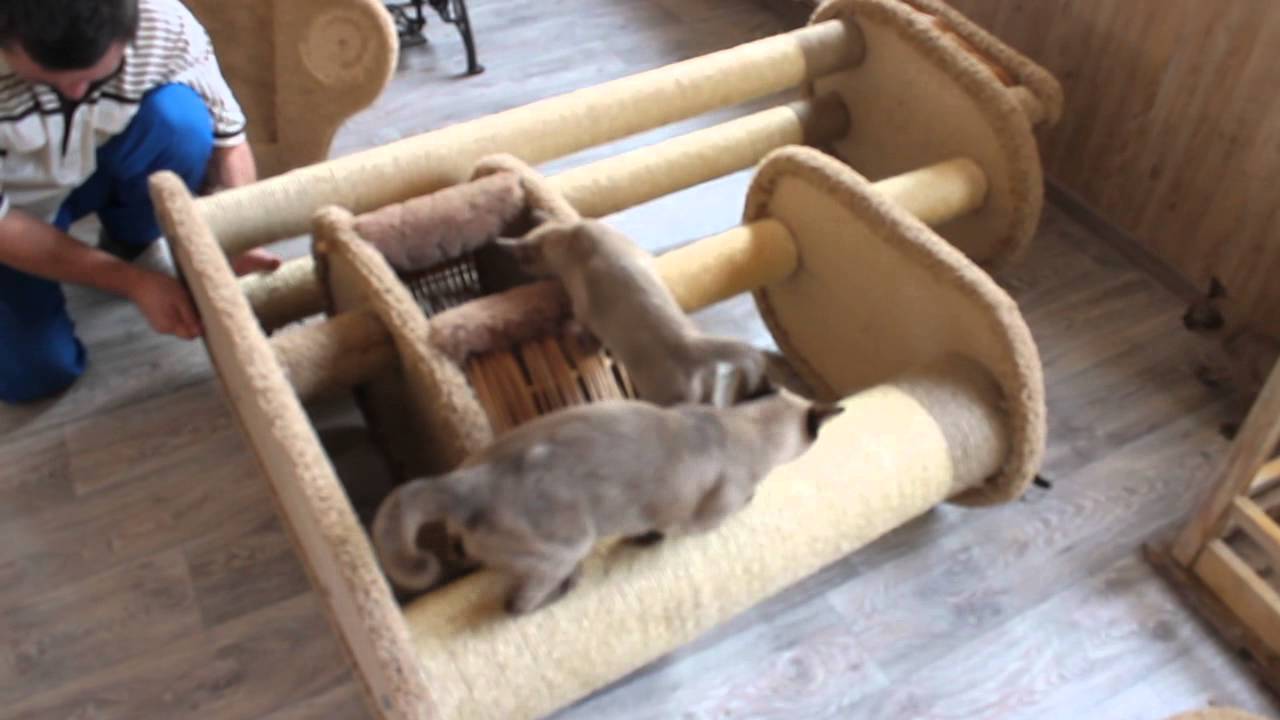 Бурманские помощницы Natize cattery . Burmese assistant Natize cattery ...