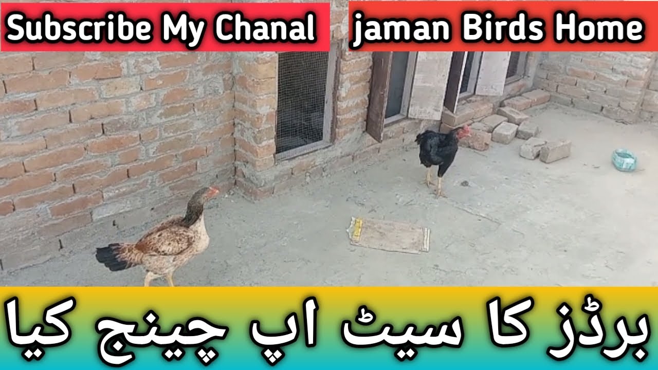 Birds ka Setup Change keya #JamanBirdsHome - YouTube