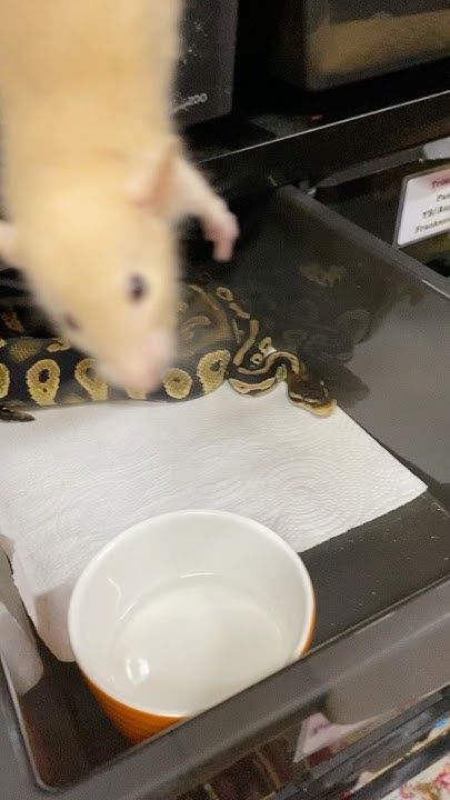 Ball python feeding - YouTube