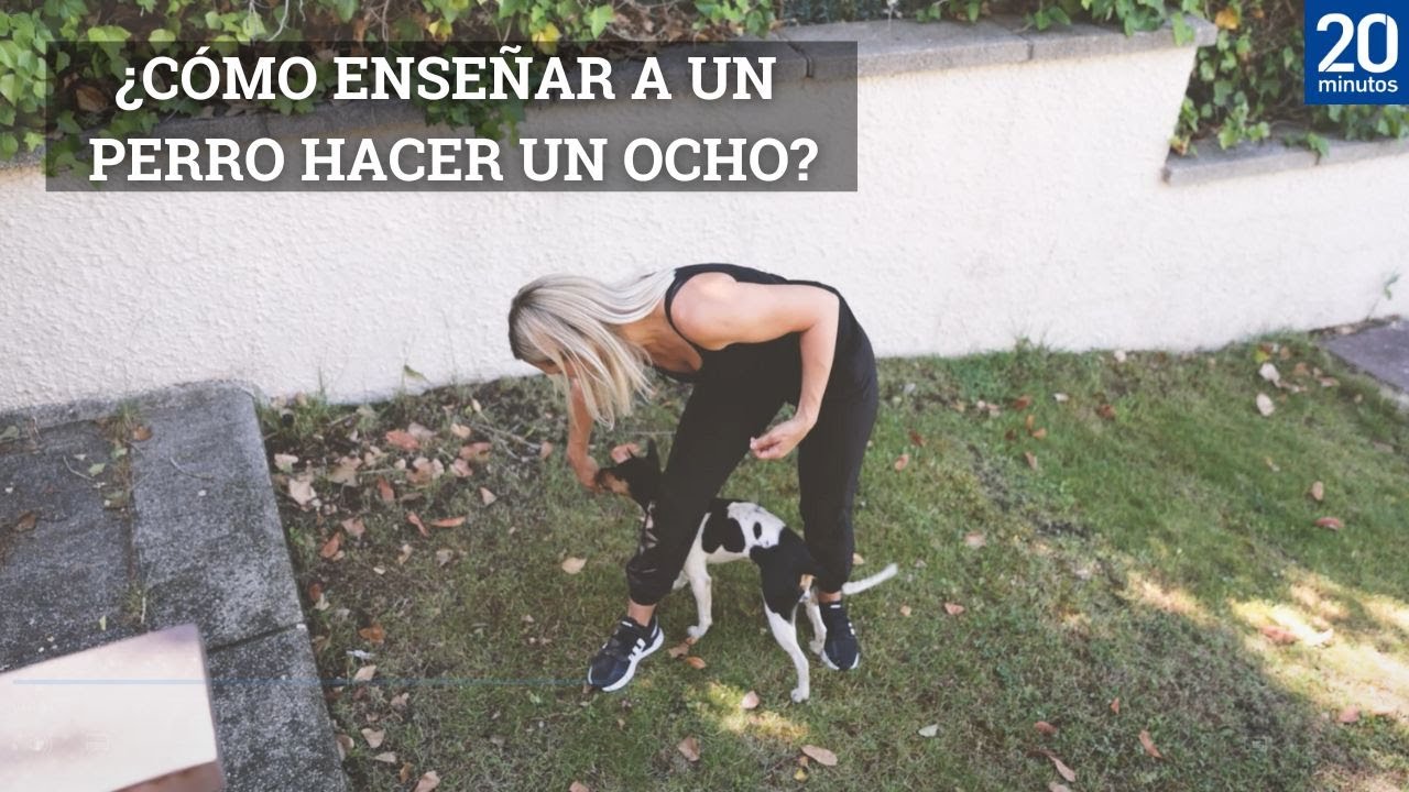 ¿Cómo enseñar a nuestro perro a hacer un ocho? - YouTube