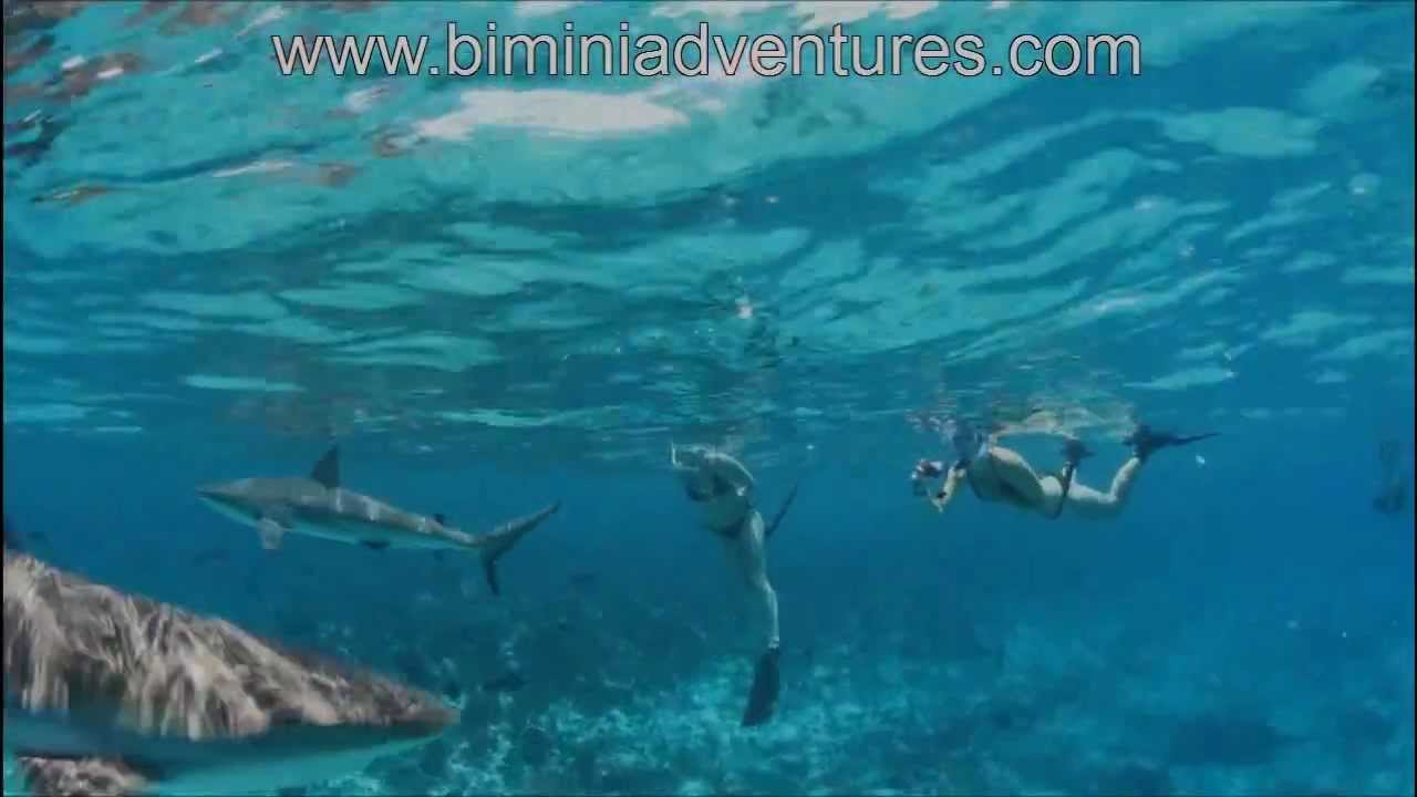 Bimini Shark Dive - YouTube