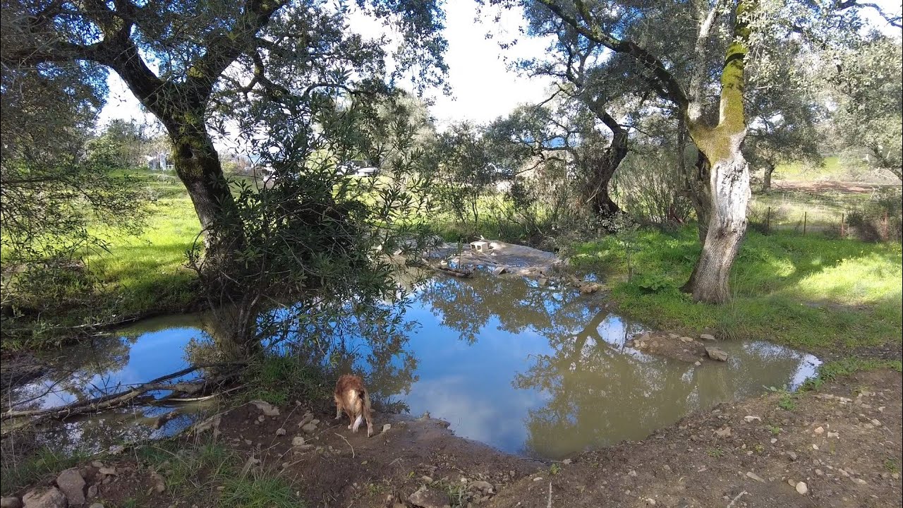 Permaculture water systems observed. - YouTube