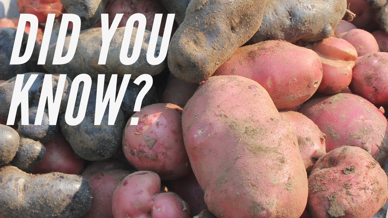 The history of potatoes and our homestead harvest - YouTube