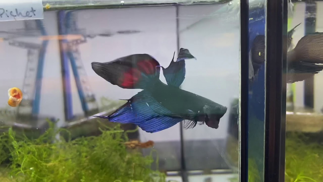 Extremely rare! Blue Light Red Tail (M1) Veiltail Betta Fish Male ...