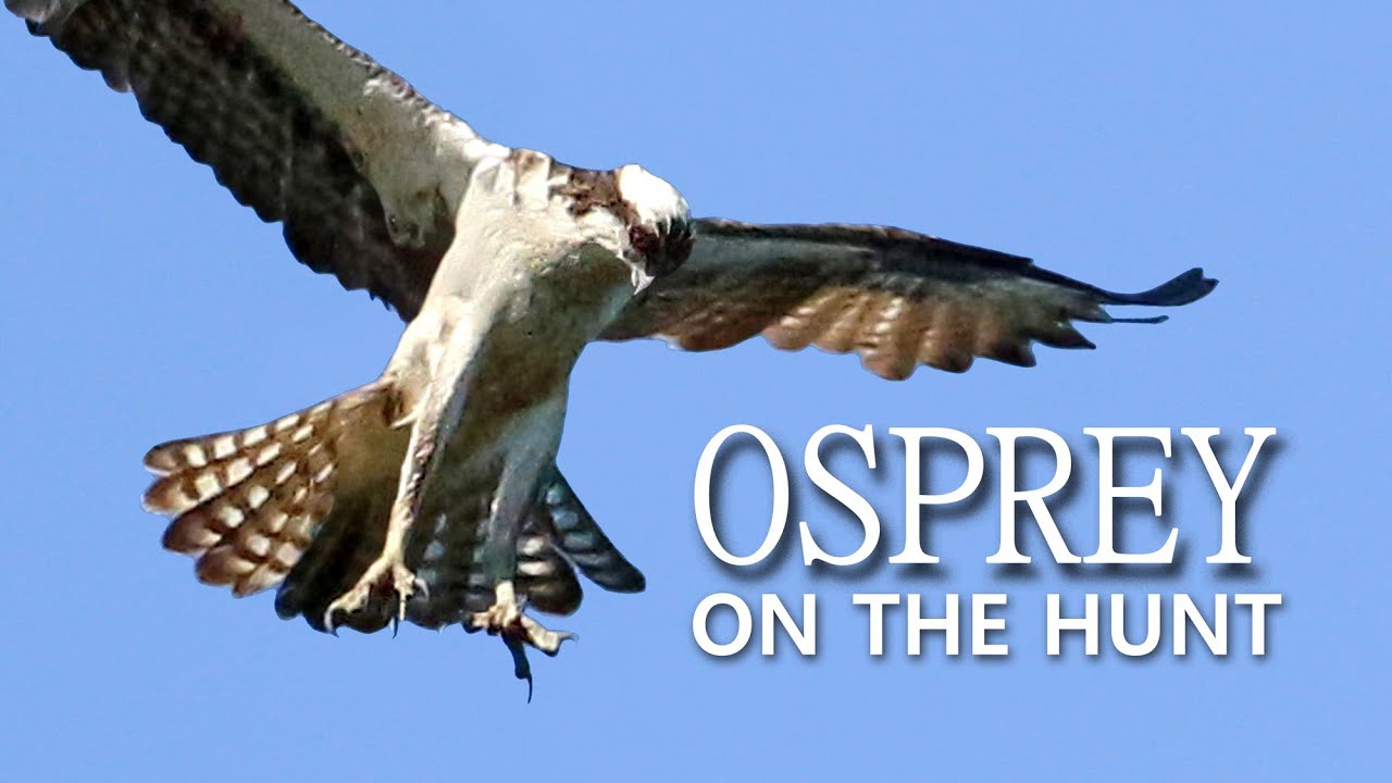 OSPREY ON THE HUNT by Alan Hailston - YouTube