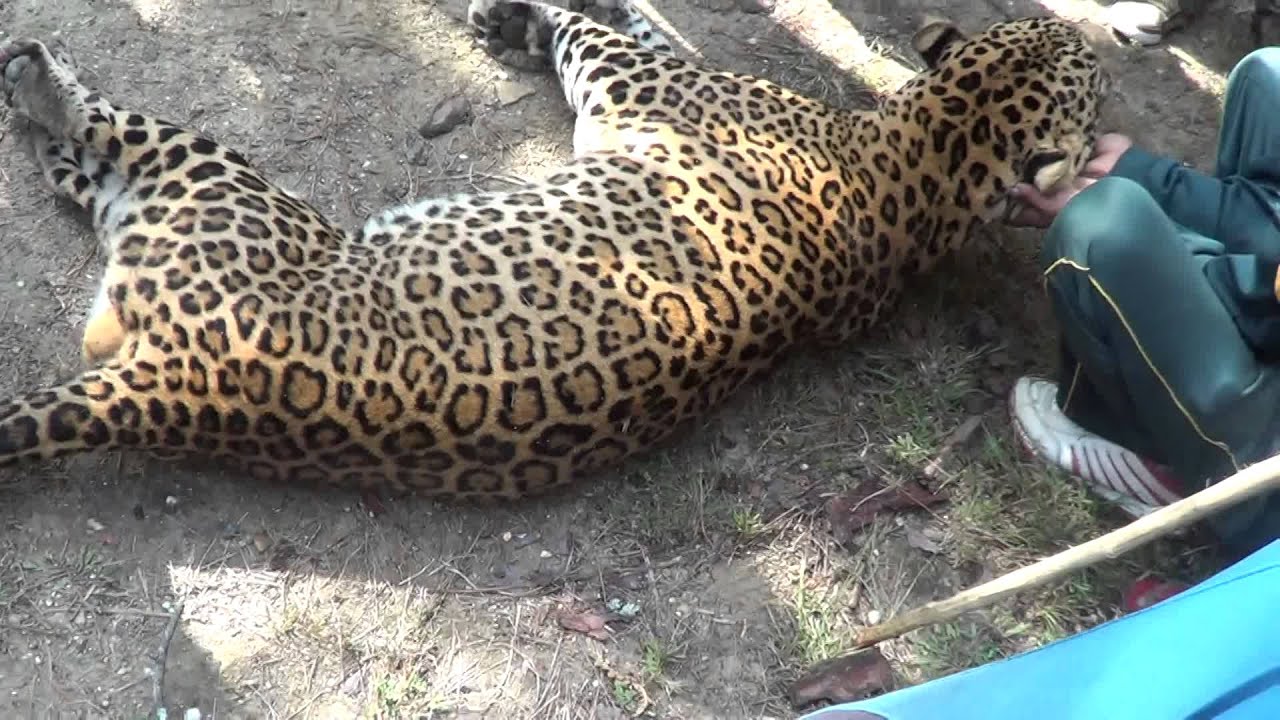 MANEATER Leopard Pithoragad 050 - YouTube