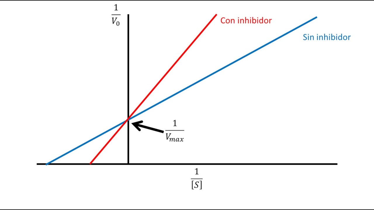 Cinética Enzimática | Inhibición competitiva - YouTube