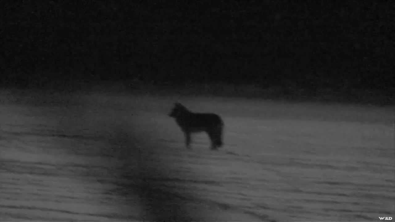 Hunting Gray Wolves with Bow - YouTube