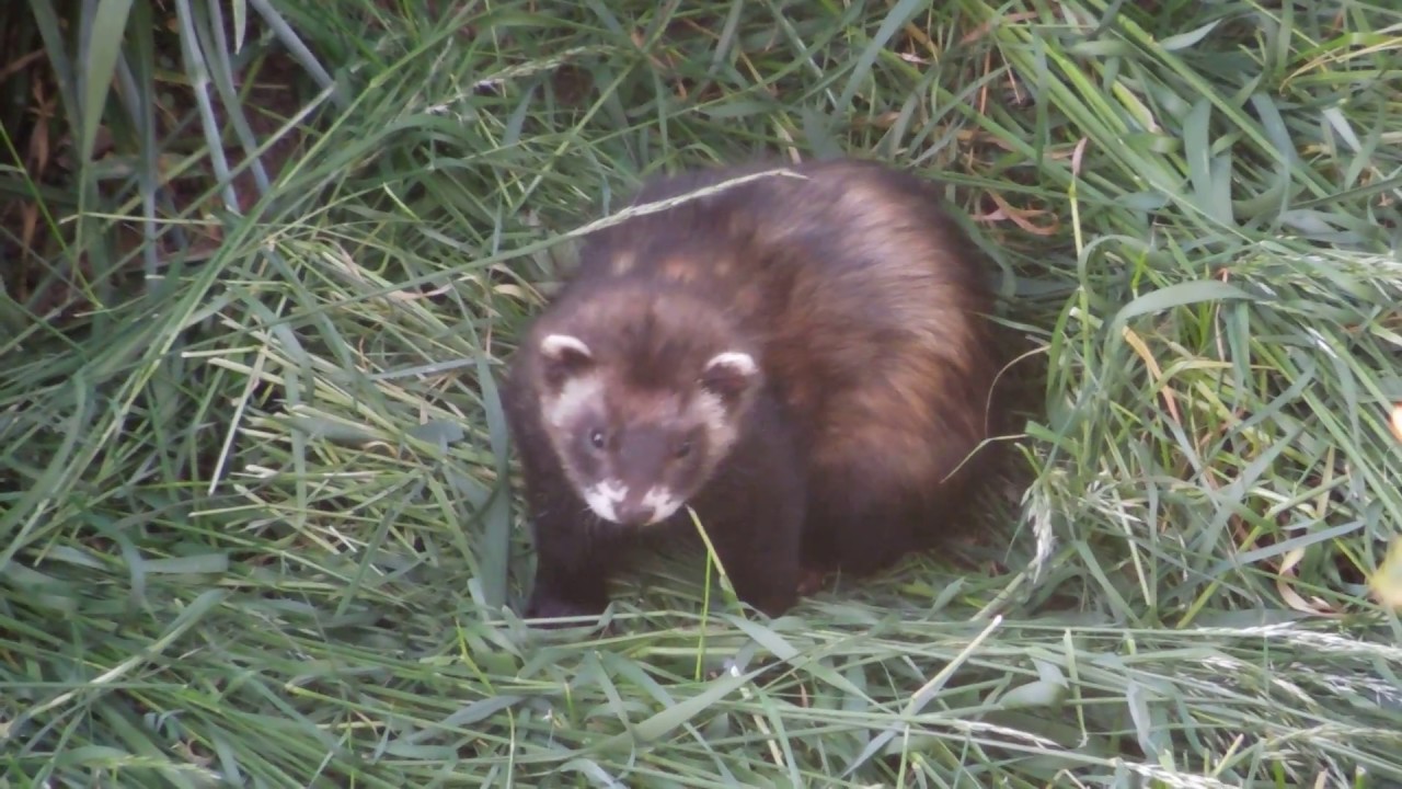 S myslivcem na posedu - Tchoř tmavý (Mustela putorius) - YouTube