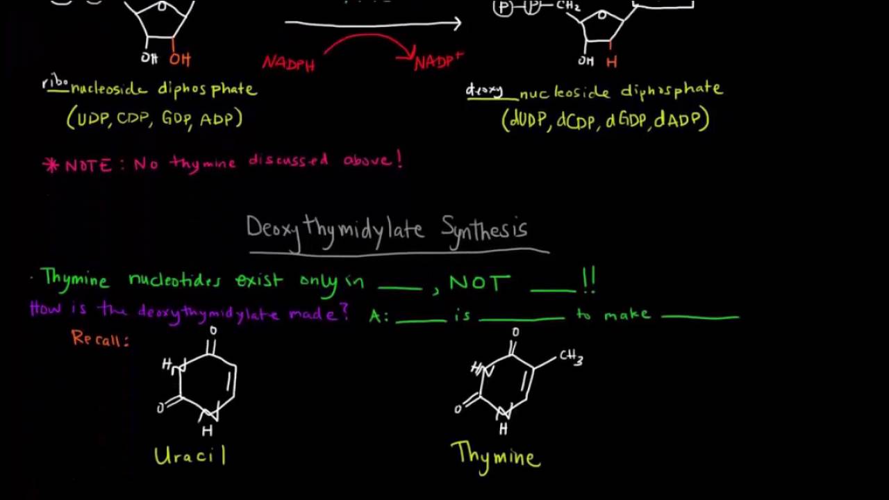 Tổng hợp Deoxyribonucleotides và Deoxythymidylate [HS28/80] - YouTube
