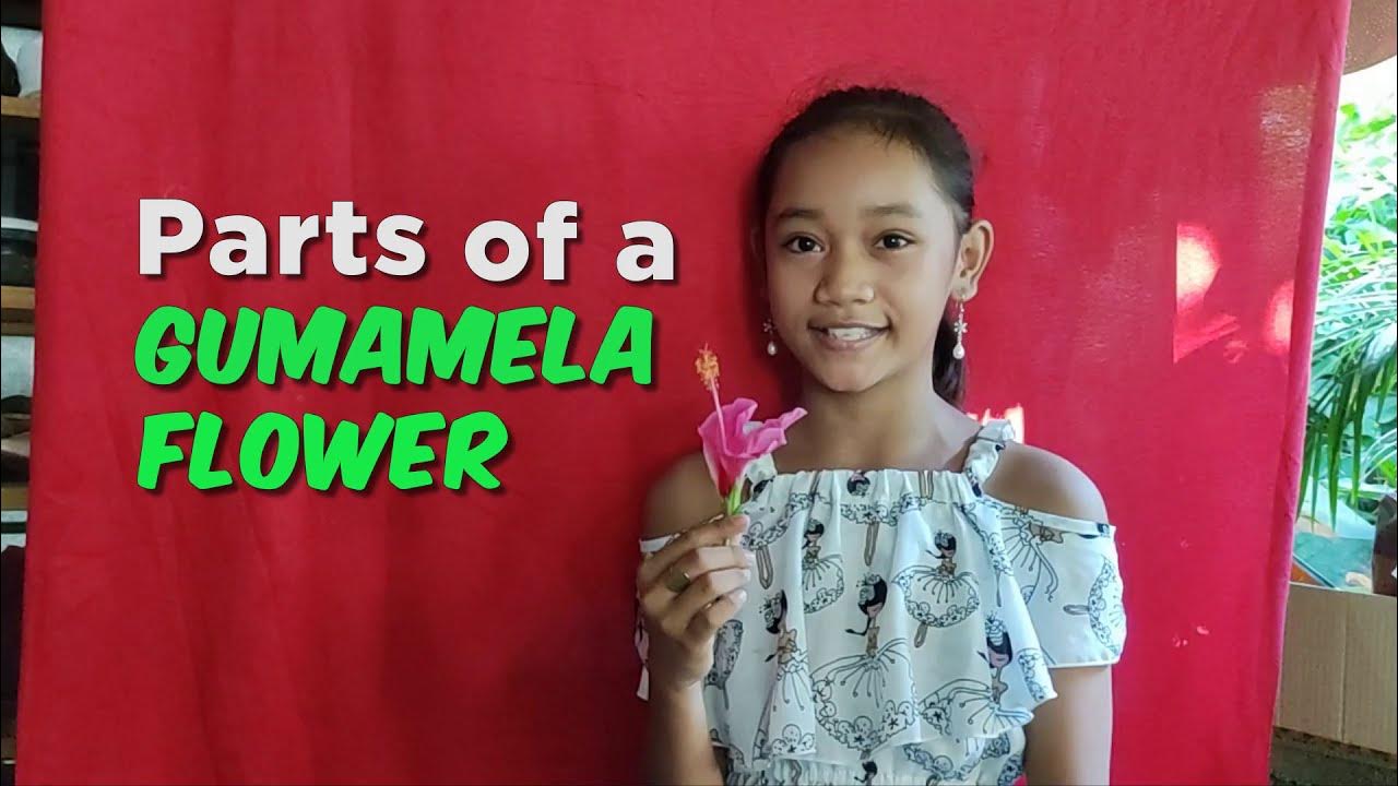 The Parts Of A Gumamela Flower YouTube the-parts-of-a-gumamela-flower-youtube