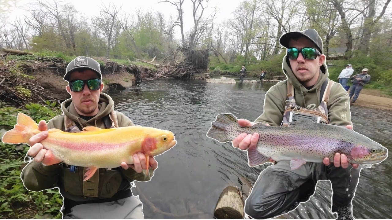 Persistence and commitment always beats stubborn pressured trout - YouTube