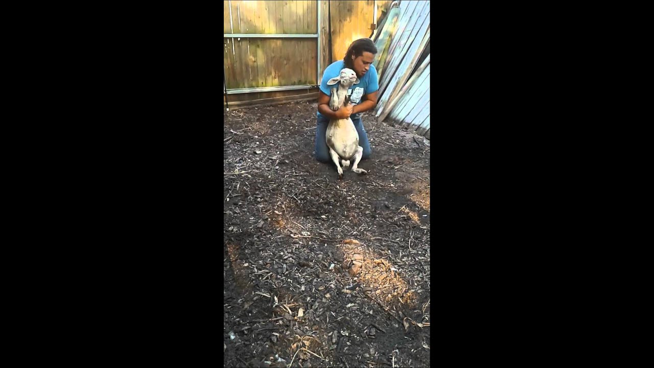 Prepare sheep for slaughter (halal & kosher) - YouTube