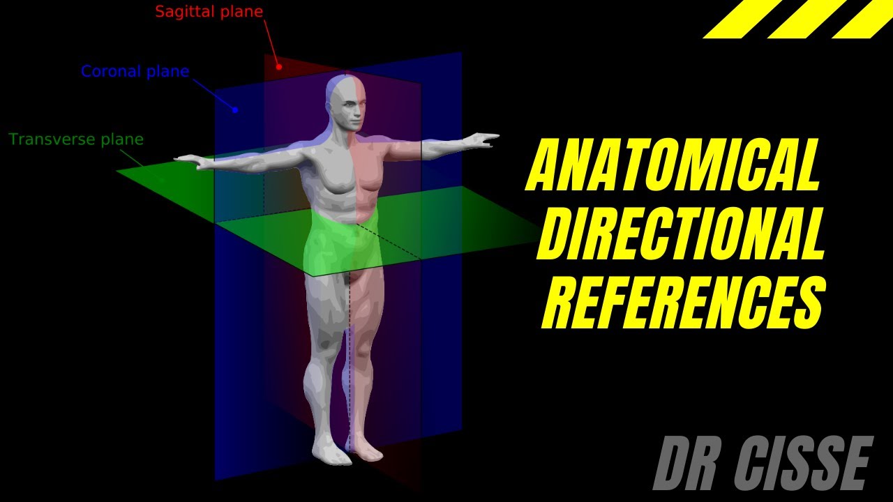 English: Dr. Cisse Anatomical Directional References - YouTube