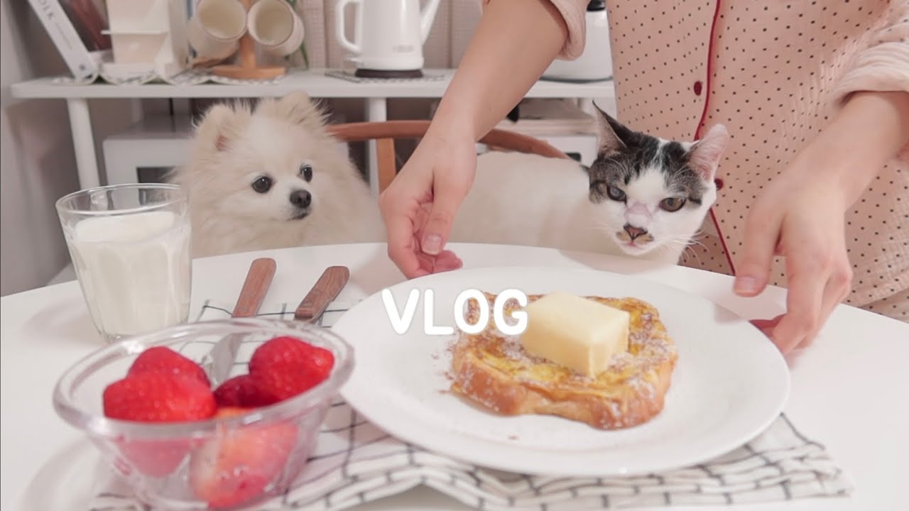 Sub 고양이 강아지와 함께 하는 자취생활 브이로그 재택근무 점심메뉴 1박 2일 경주 여행 고양이 방묘문 셀프로 만들기