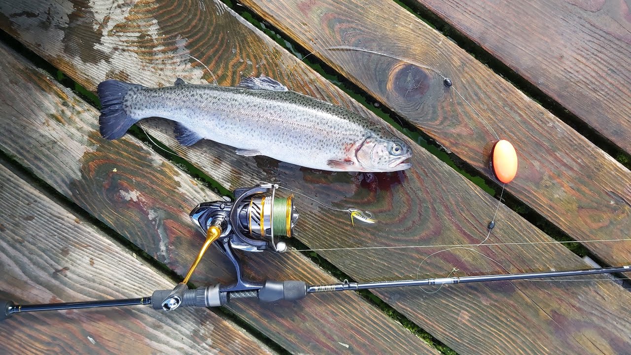 Forellen Angeln im Forellenhof (Österreich) Spinnrute und Fliege? - YouTube